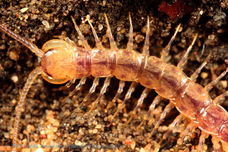 Lithobius variegatus | British Myriapod and Isopod Group